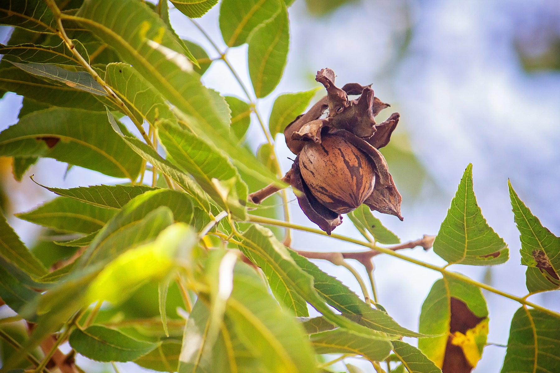 4 Interesting Facts About Pecan Trees – Bare Root Trees - Plant Me Green