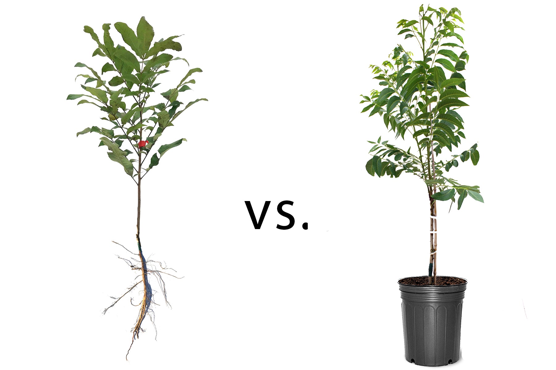 Bare Root Trees vs. Container Trees – Bare Root Trees - Plant Me Green
